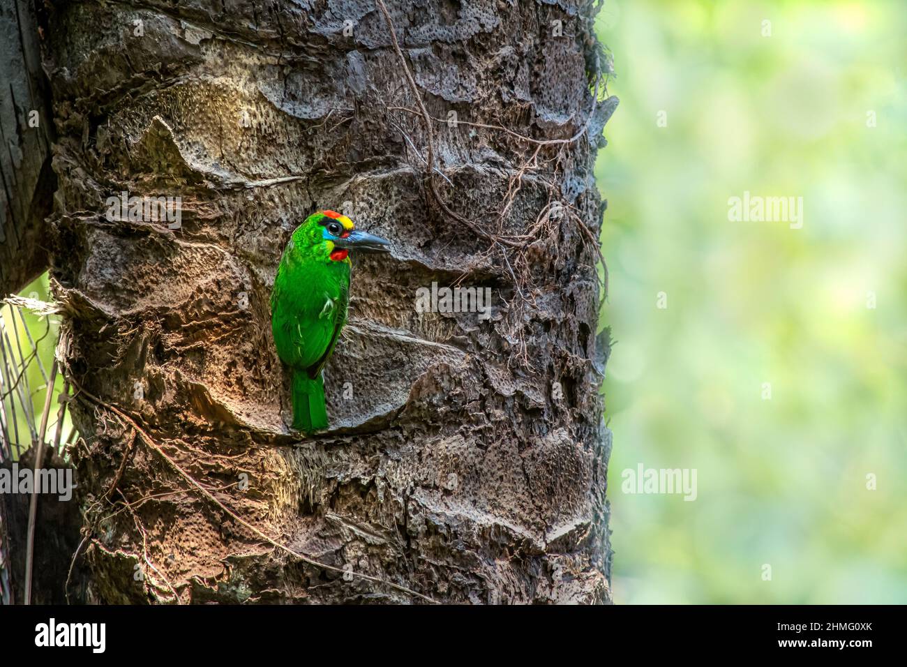 Red-throated Barbet (Megalaima mystacophanos Stock Photo - Alamy