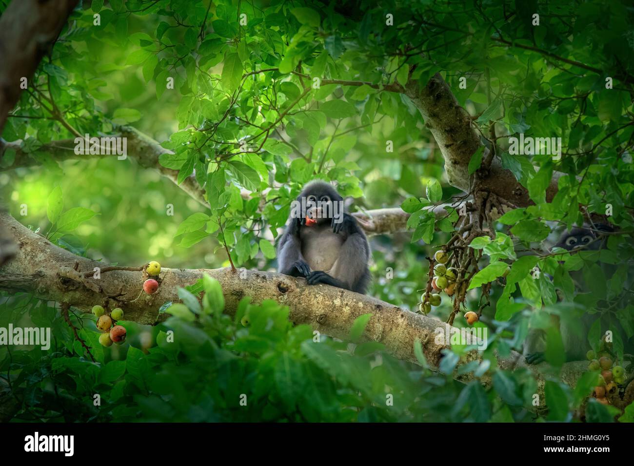 Dusky Leaf Monkey (Trachypithecus obscurus Stock Photo - Alamy