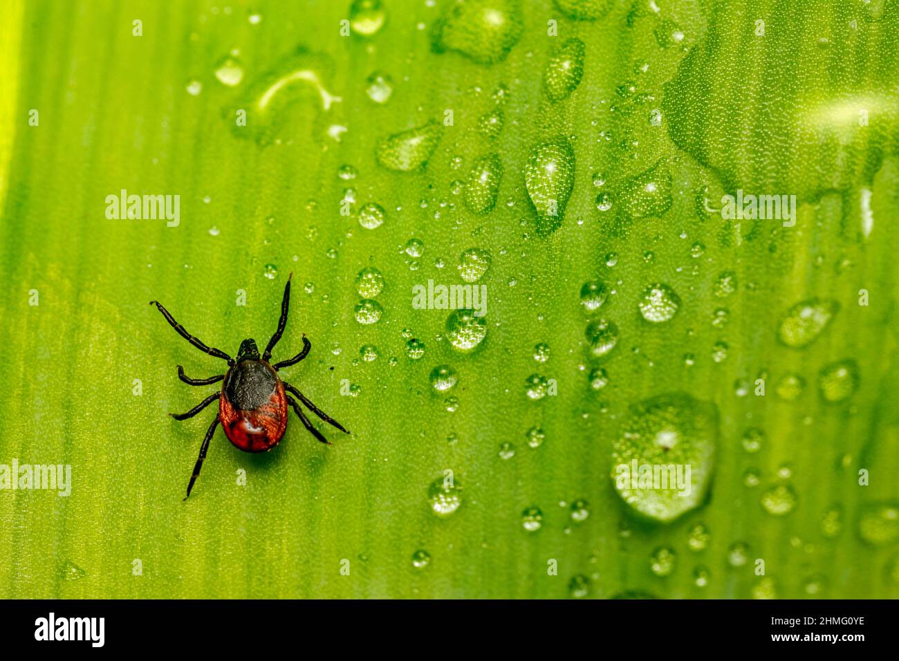 The castor bean tick (Ixodes ricinus Stock Photo - Alamy