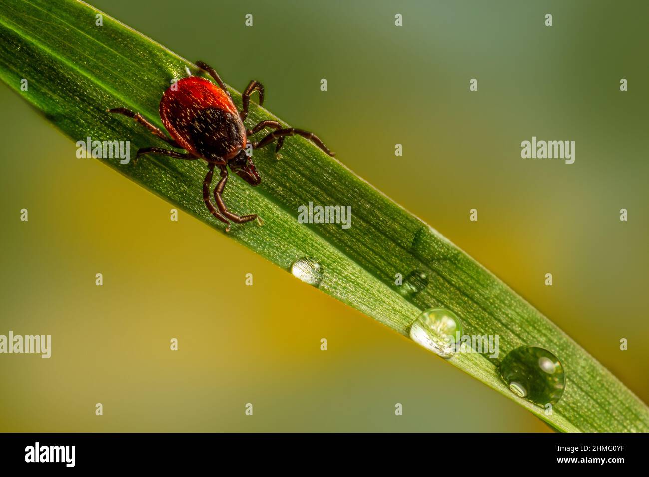 The castor bean tick (Ixodes ricinus Stock Photo - Alamy
