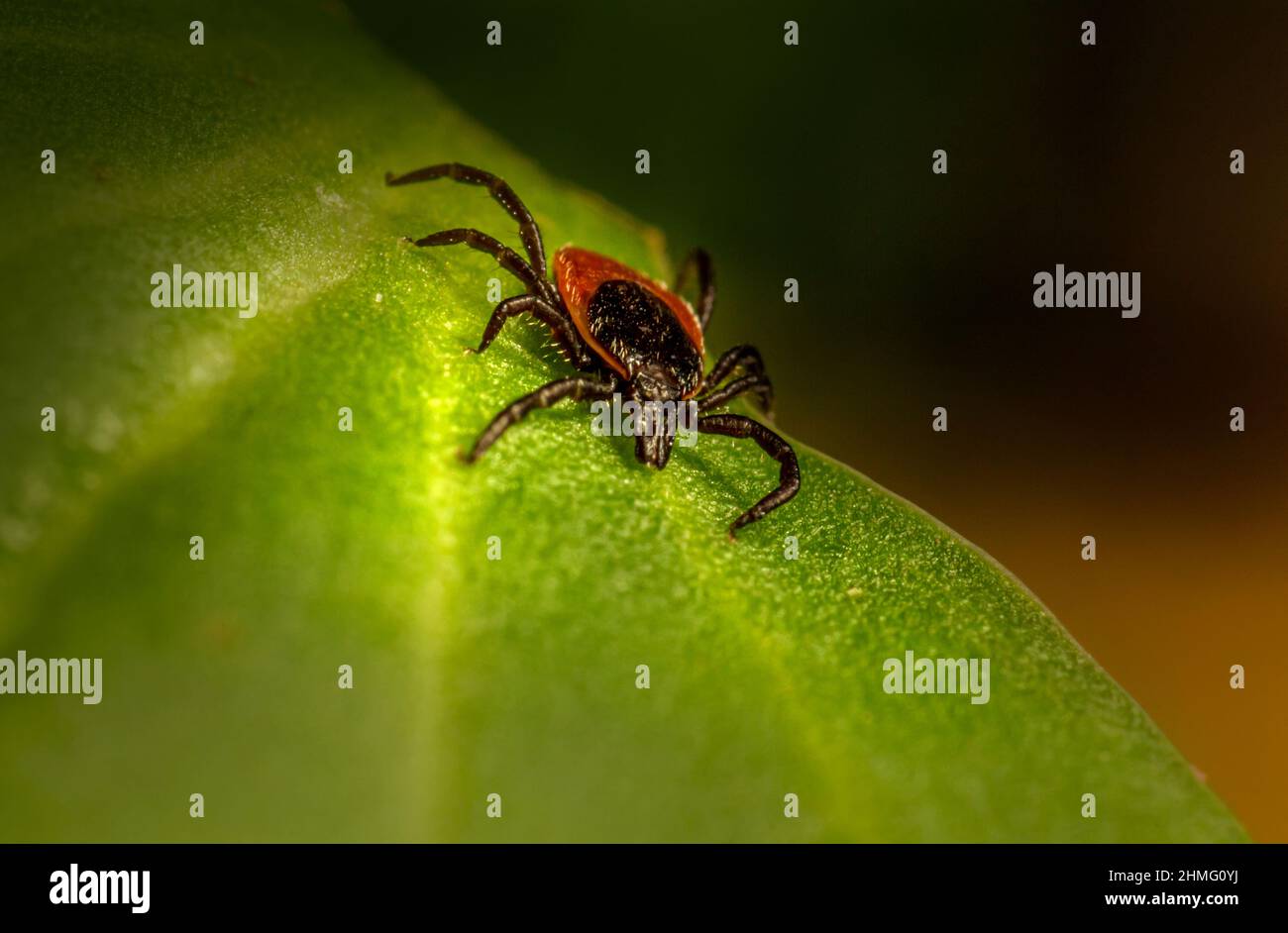 The castor bean tick (Ixodes ricinus Stock Photo - Alamy