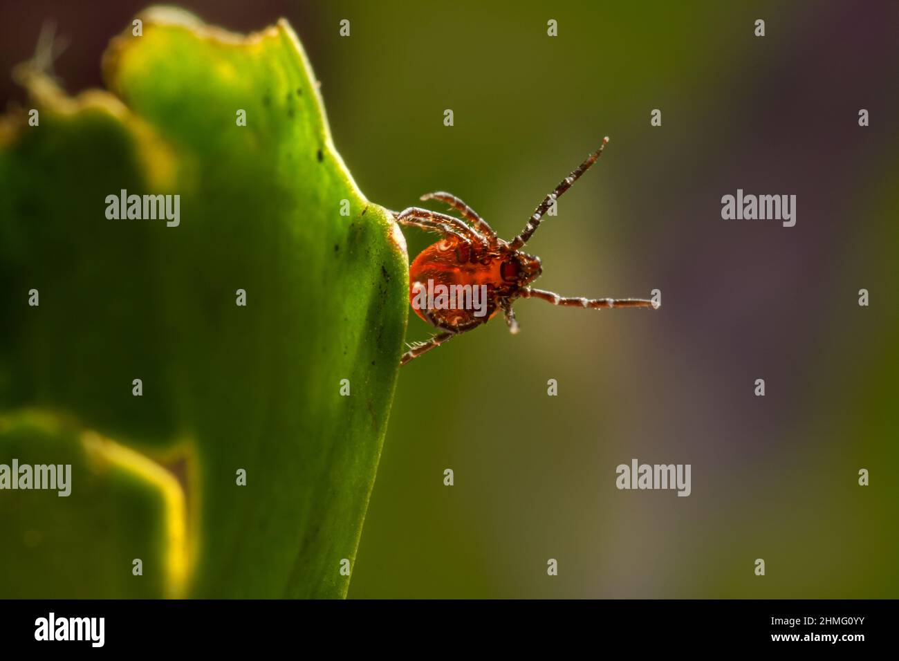 The castor bean tick (Ixodes ricinus Stock Photo - Alamy