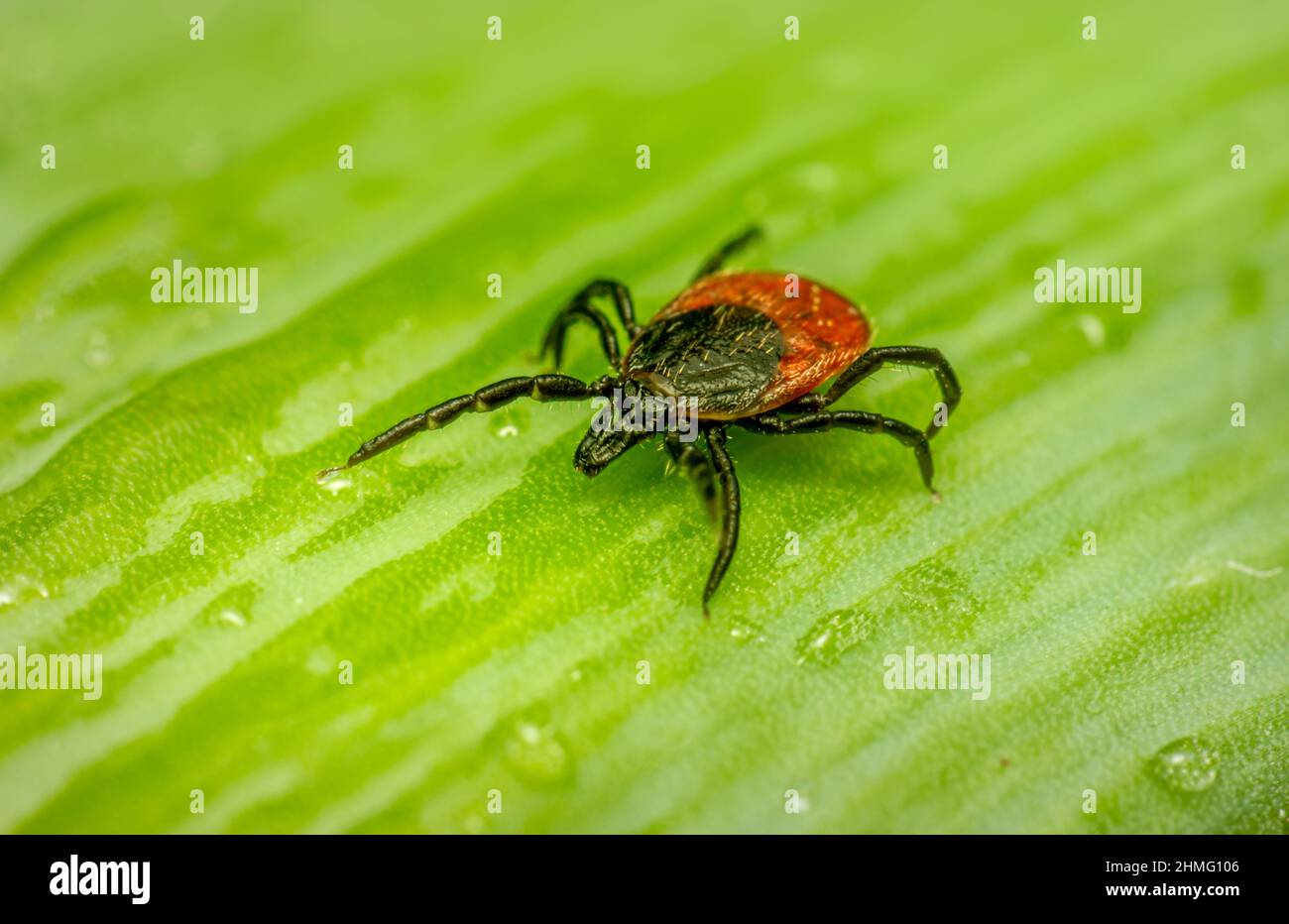 The castor bean tick (Ixodes ricinus Stock Photo - Alamy