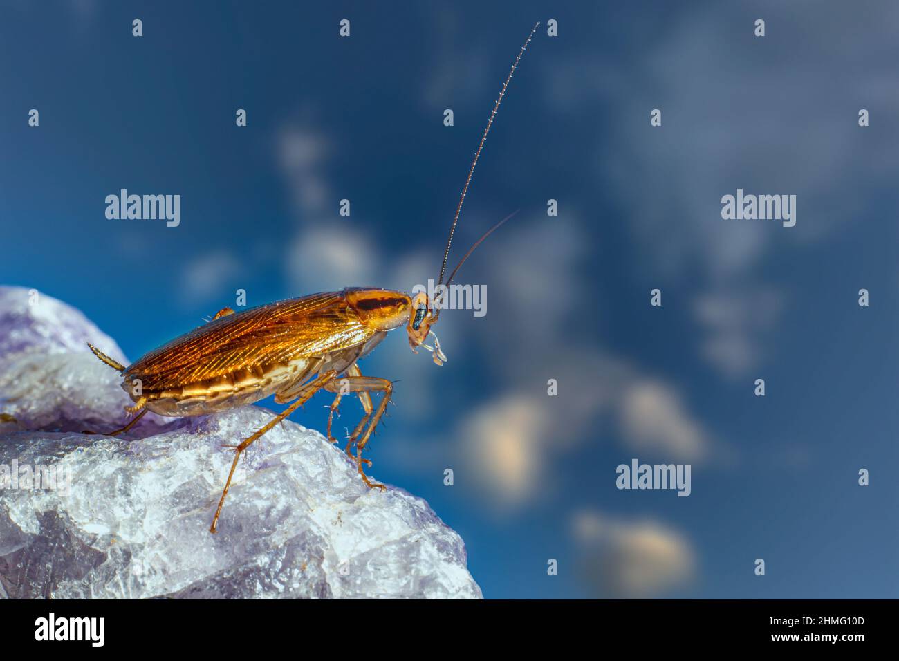 The German cockroach (Blattella germanica Stock Photo - Alamy