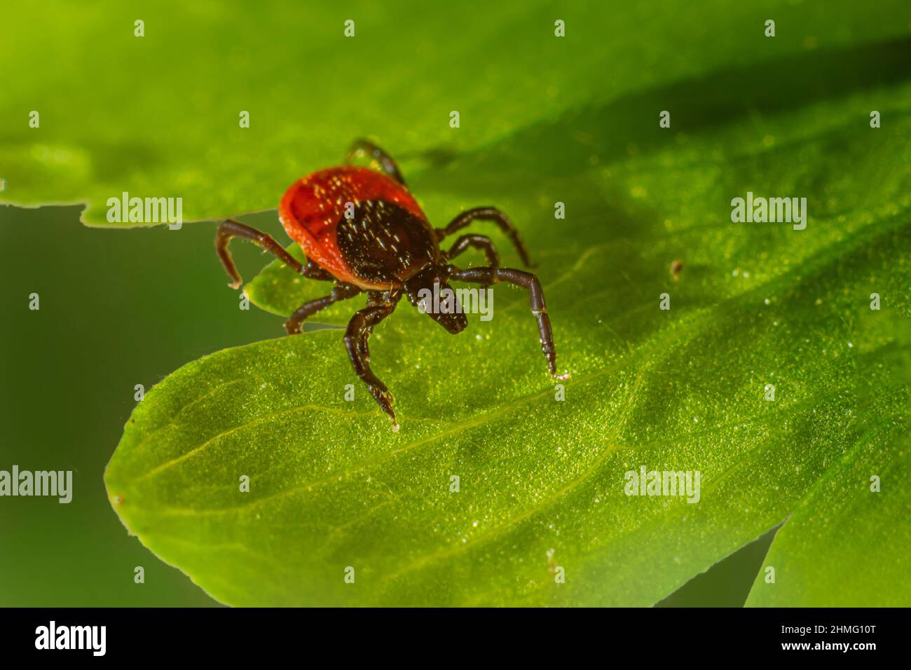 The castor bean tick (Ixodes ricinus Stock Photo - Alamy