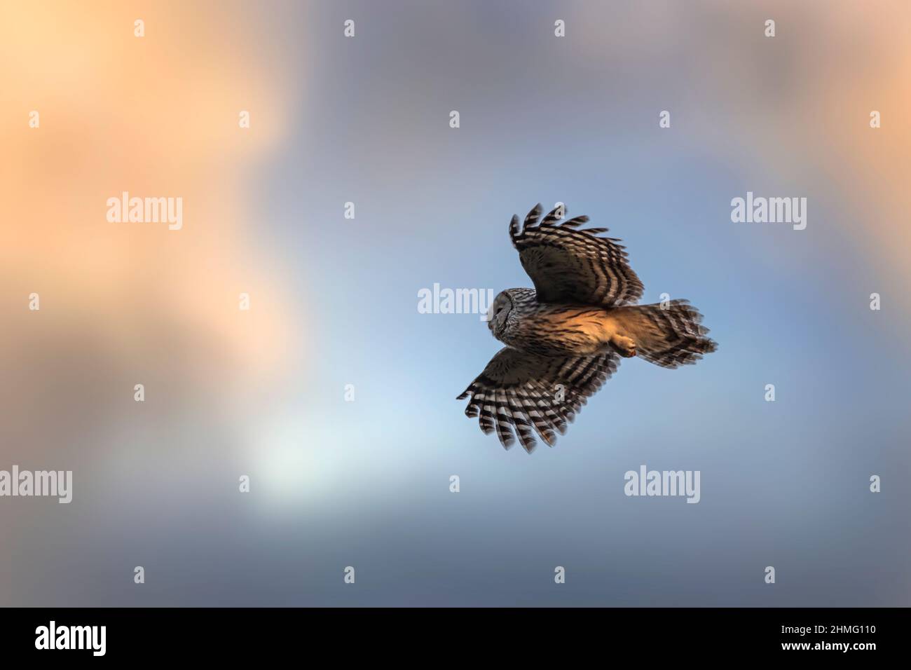 Feather ural owl strix uralensis hi-res stock photography and images ...