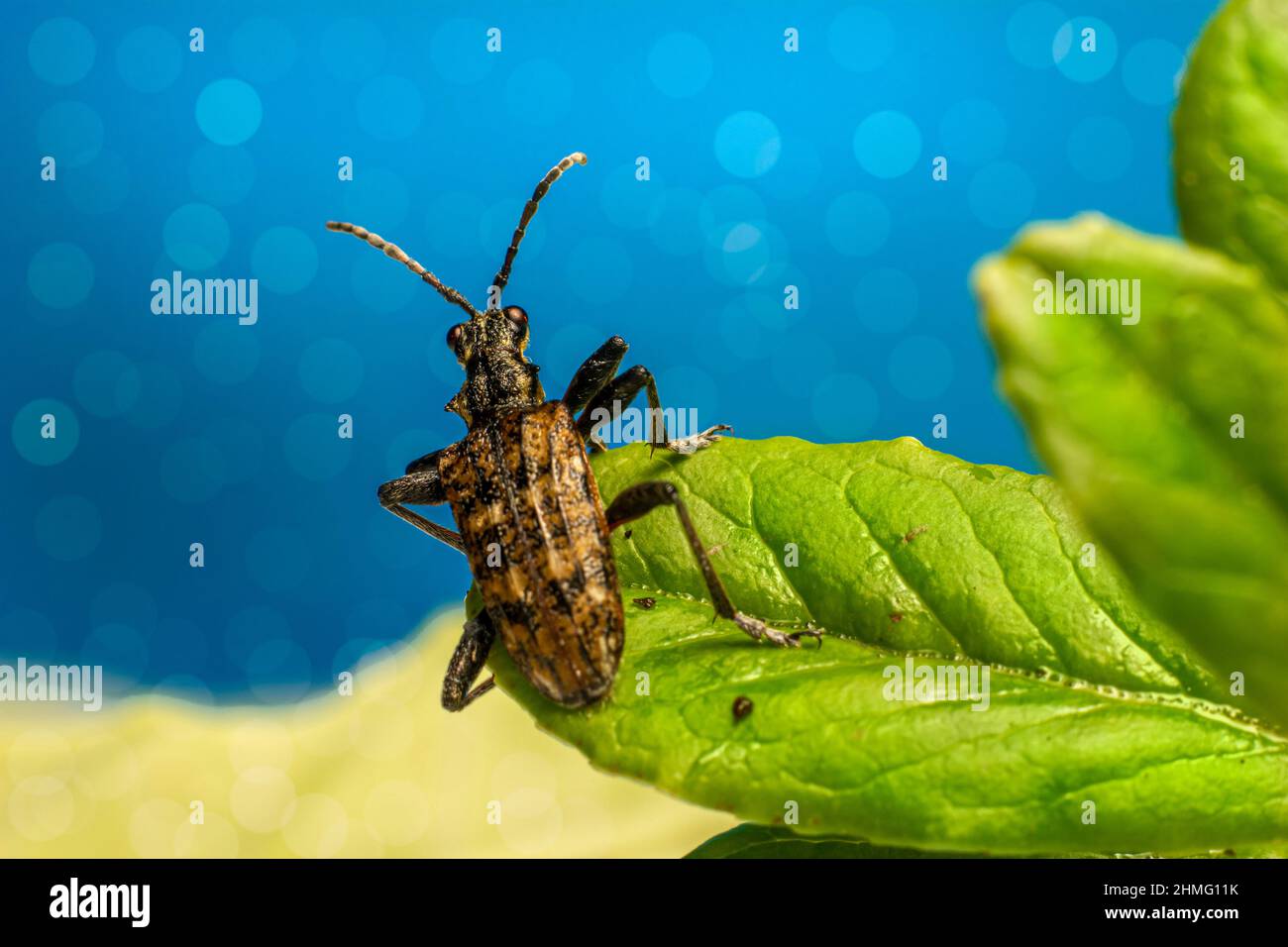 Black-spotted longhorn beetle (Rhagium mordax Stock Photo - Alamy