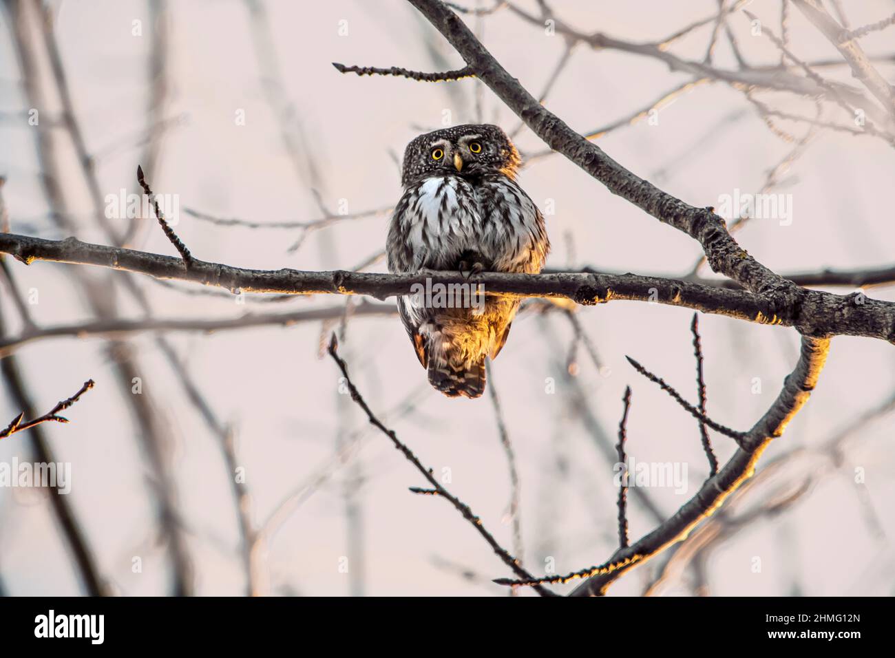 Eurasian pygmy owl (Glaucidium passerinum Stock Photo - Alamy
