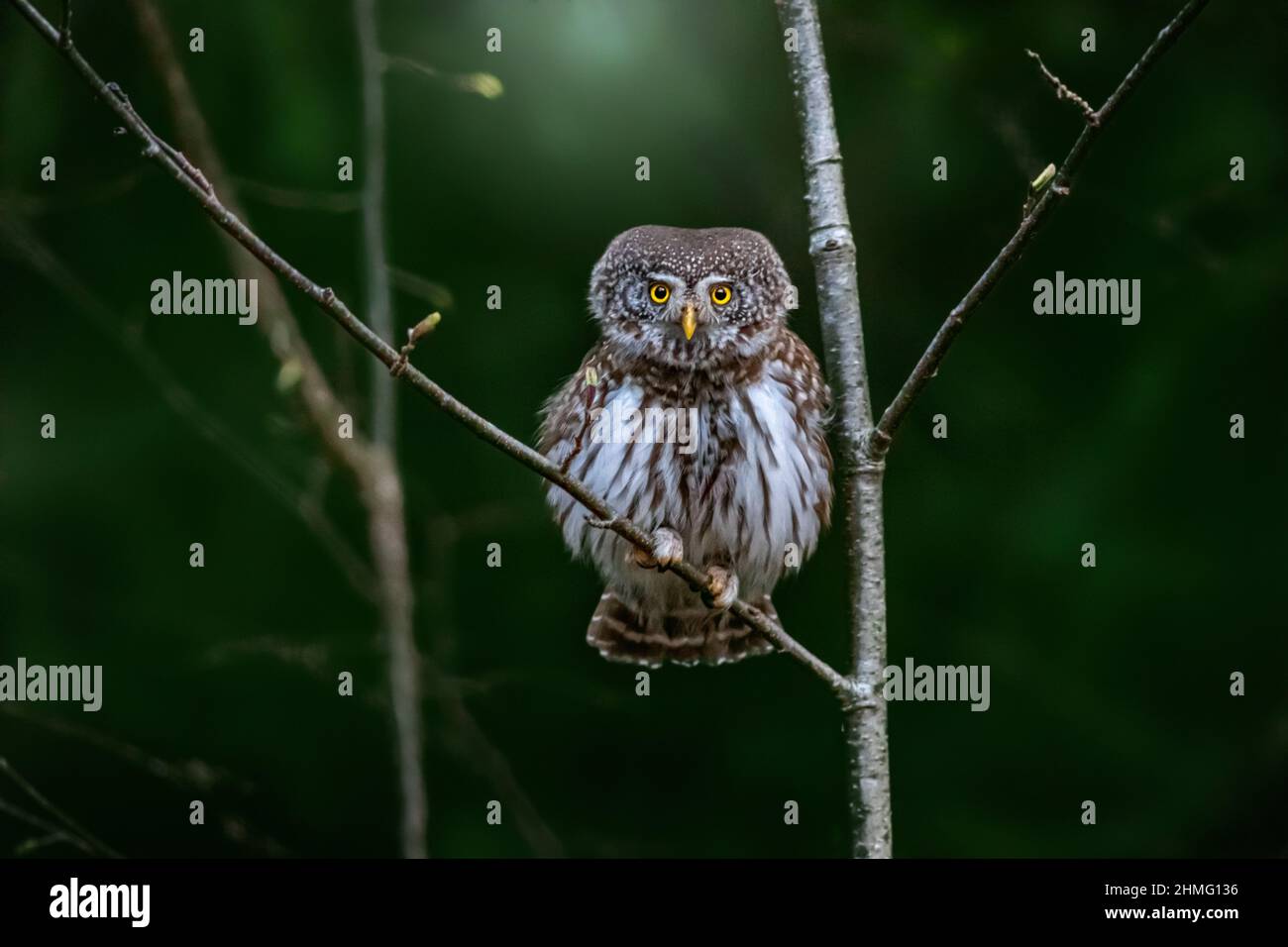 Eurasian pygmy owl (Glaucidium passerinum Stock Photo - Alamy