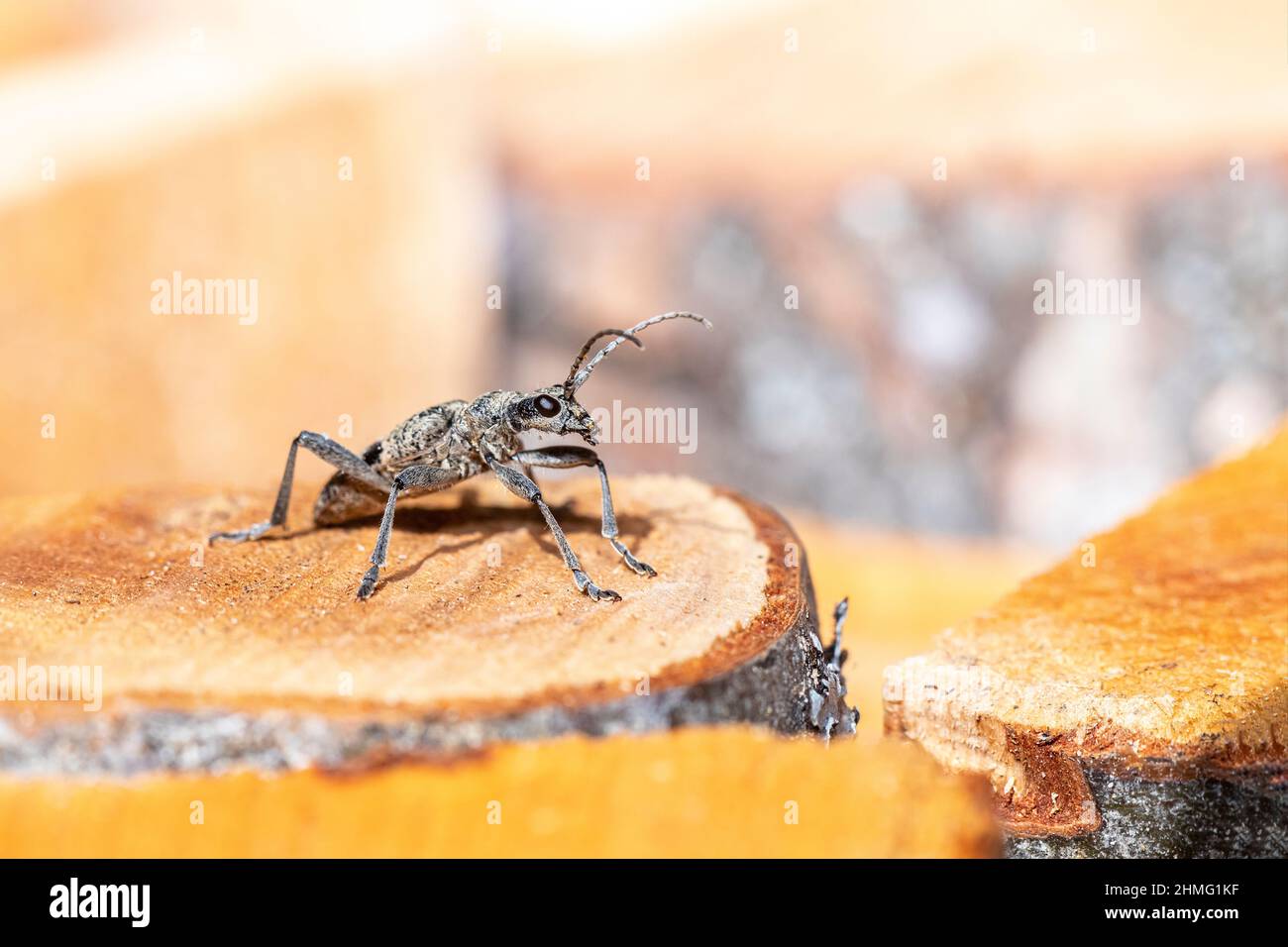 Black-spotted longhorn beetle (Rhagium mordax Stock Photo - Alamy