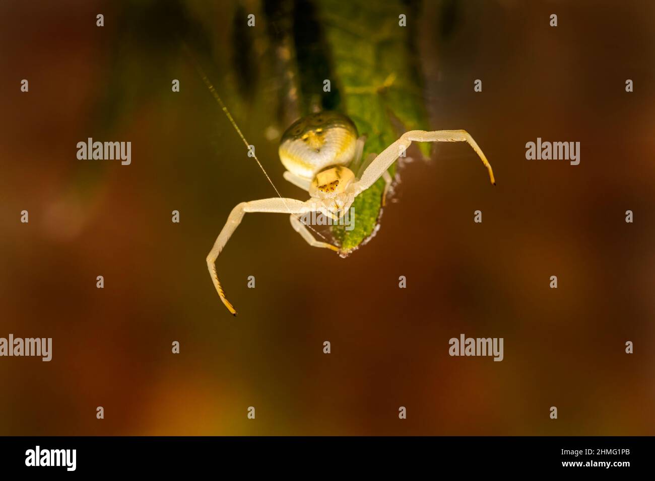 Vibrant spider colors hi-res stock photography and images - Alamy