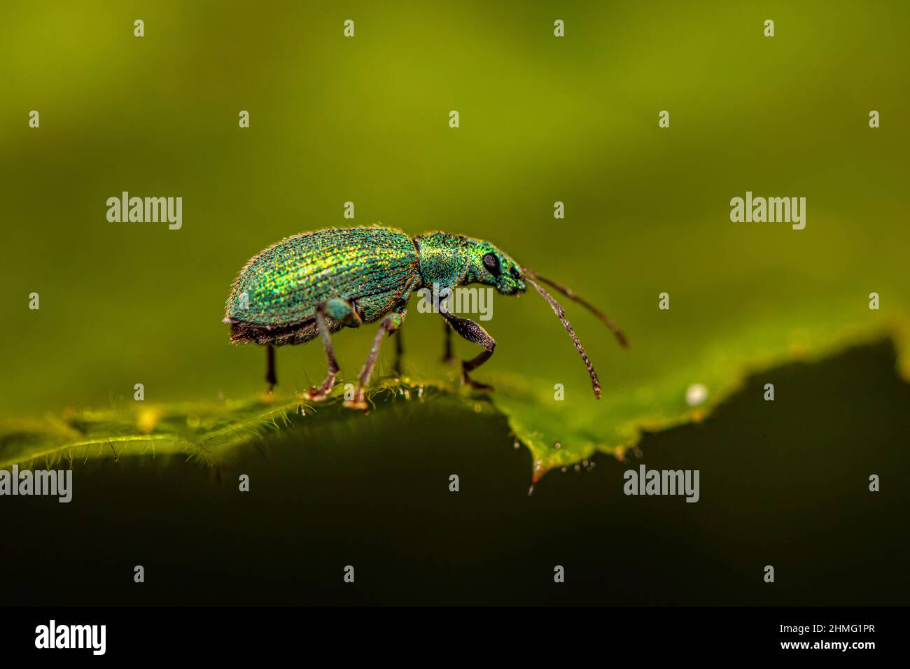 The Nettle Weevil (Phyllobius Stock Photo - Alamy