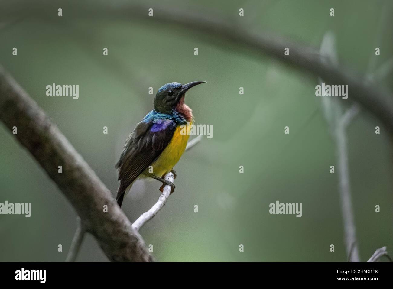 Portrait of a bird Stock Photo - Alamy