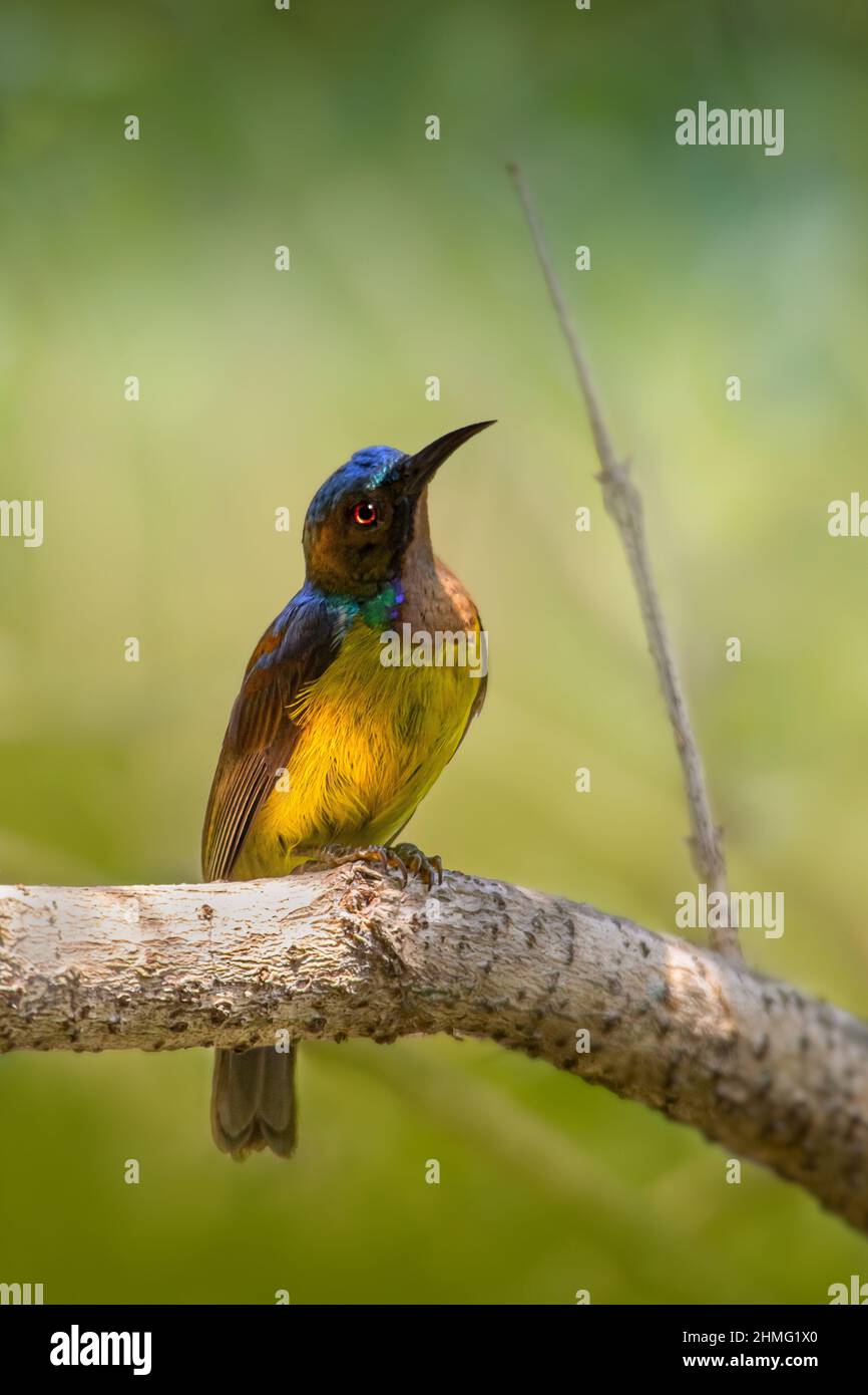 Portrait of a bird Stock Photo - Alamy
