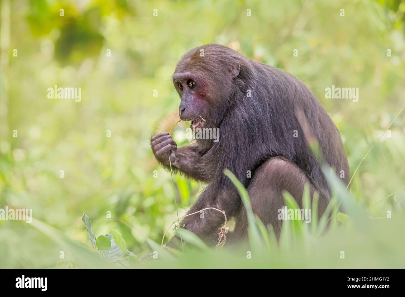 Stump-tailed macaque, (Macaca arctoides Stock Photo - Alamy