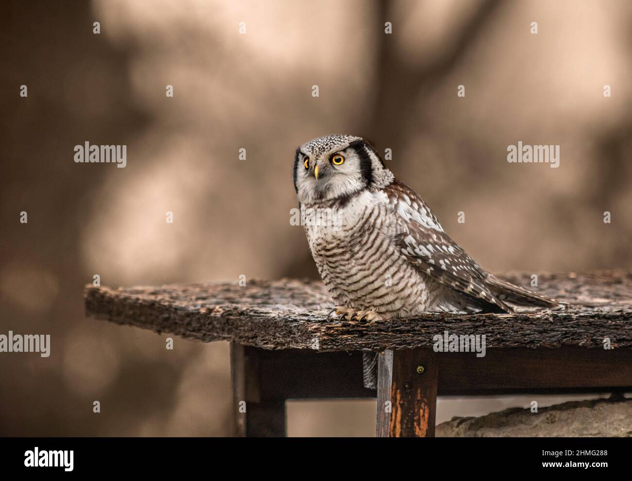 Northern Hawk-owl (Surnia ulula Stock Photo - Alamy