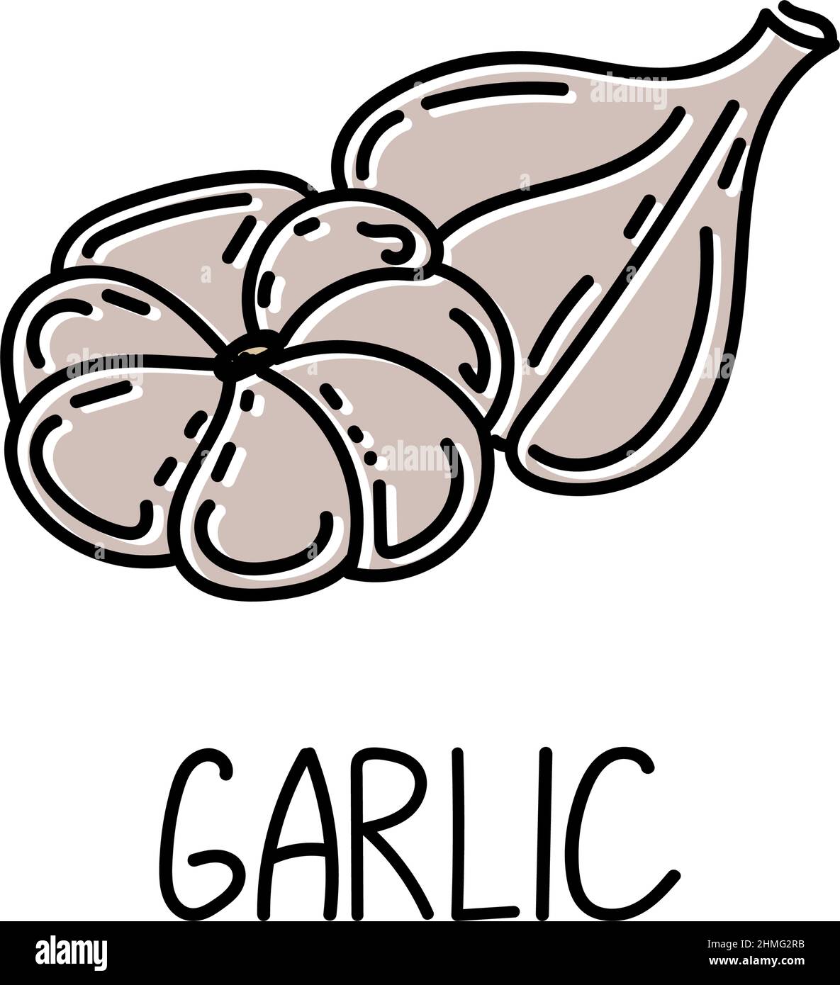 Garlic, drawn element in doodle style. Logo and emblem packaging design ...