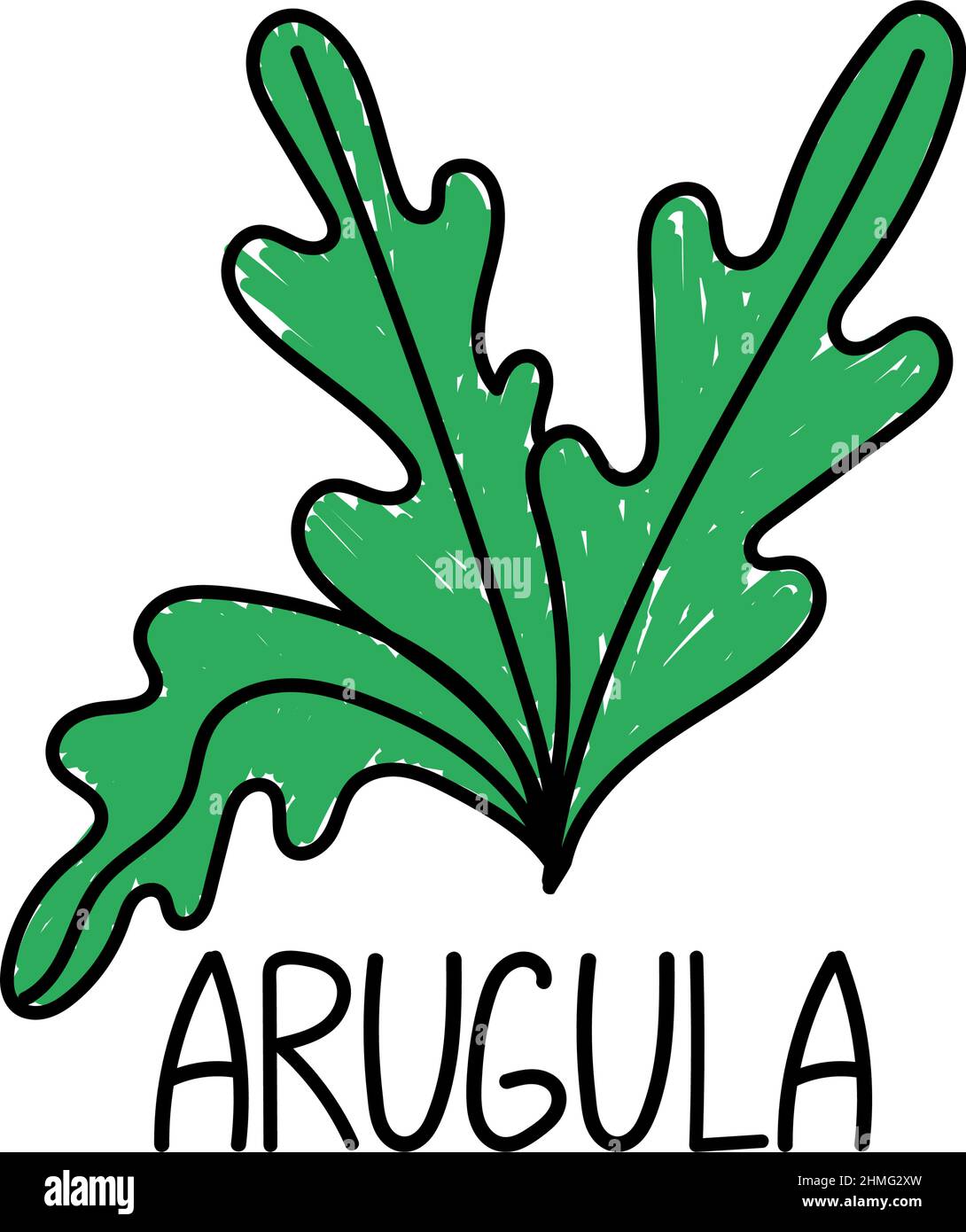 Arugula, drawn element in doodle style. Logo and emblem packaging ...