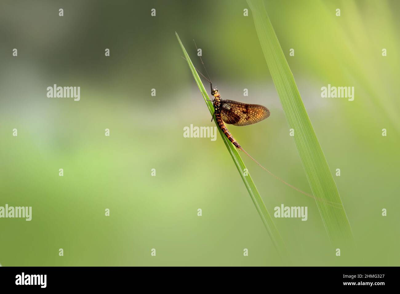 Mayfly eye macro hi-res stock photography and images - Alamy