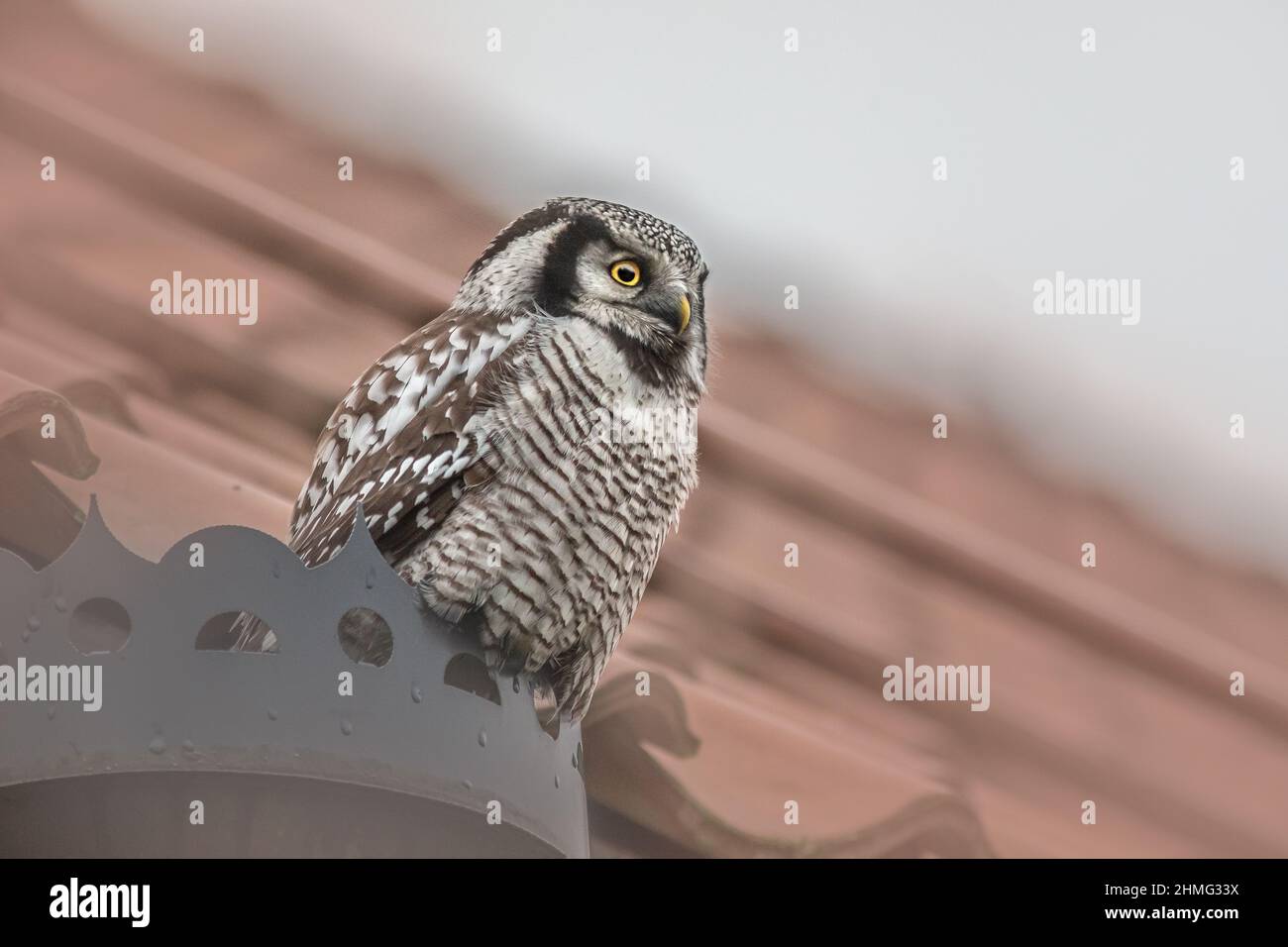 Northern Hawk-owl (Surnia ulula Stock Photo - Alamy