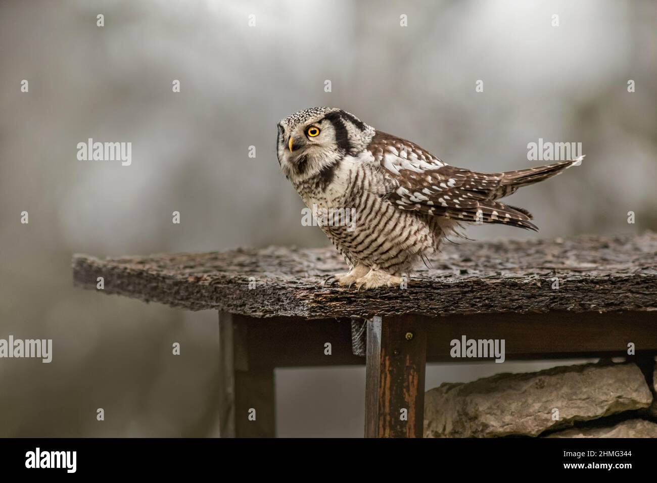 Northern Hawk-owl (Surnia ulula Stock Photo - Alamy