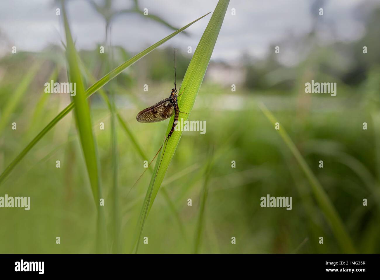 Mayfly wing hi-res stock photography and images - Alamy
