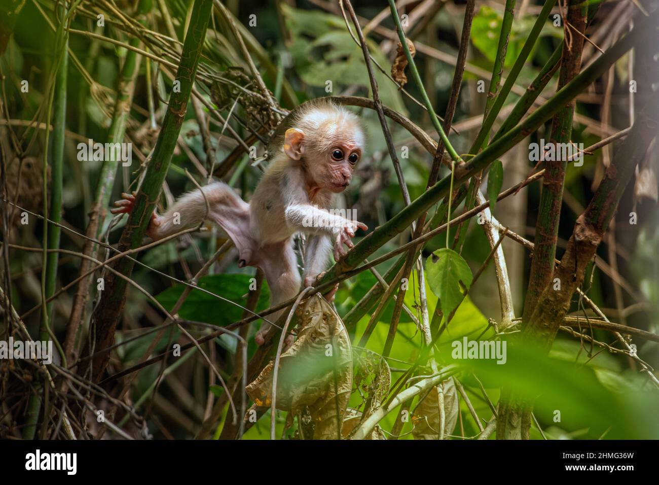 Stump-tailed macaque, (Macaca arctoides Stock Photo - Alamy