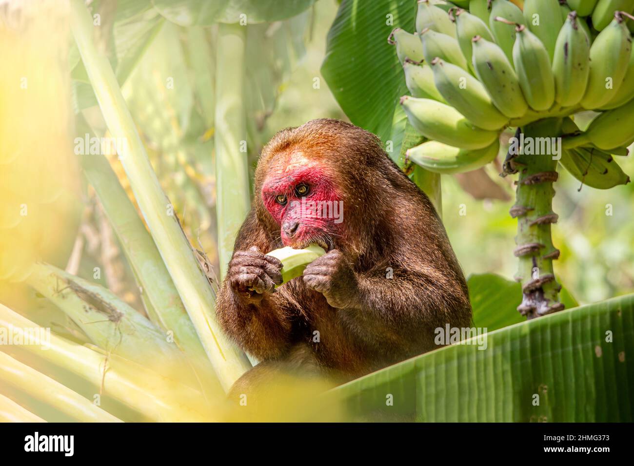 Stump-tailed macaque, (Macaca arctoides Stock Photo - Alamy