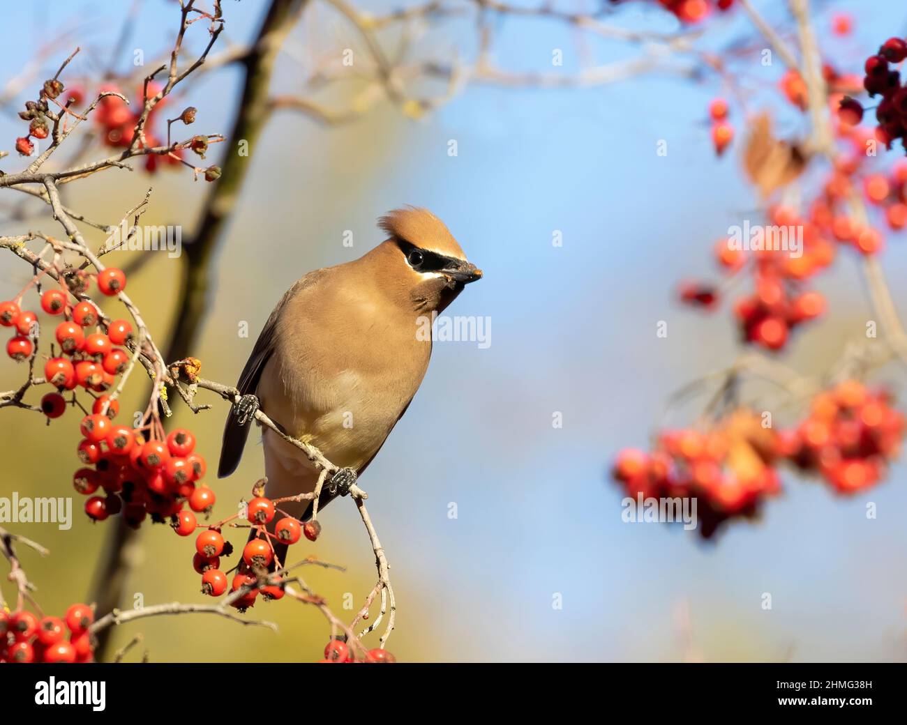 Cedar Waxwing with Red Berries Stock Photo - Alamy