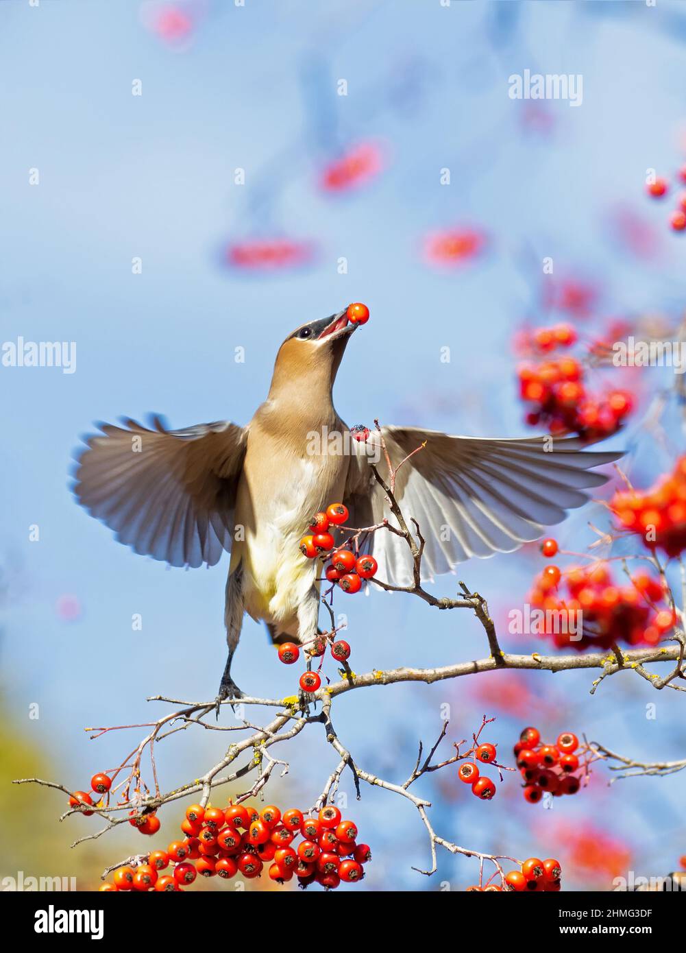 Cedar Waxwing with Red Berries Stock Photo - Alamy