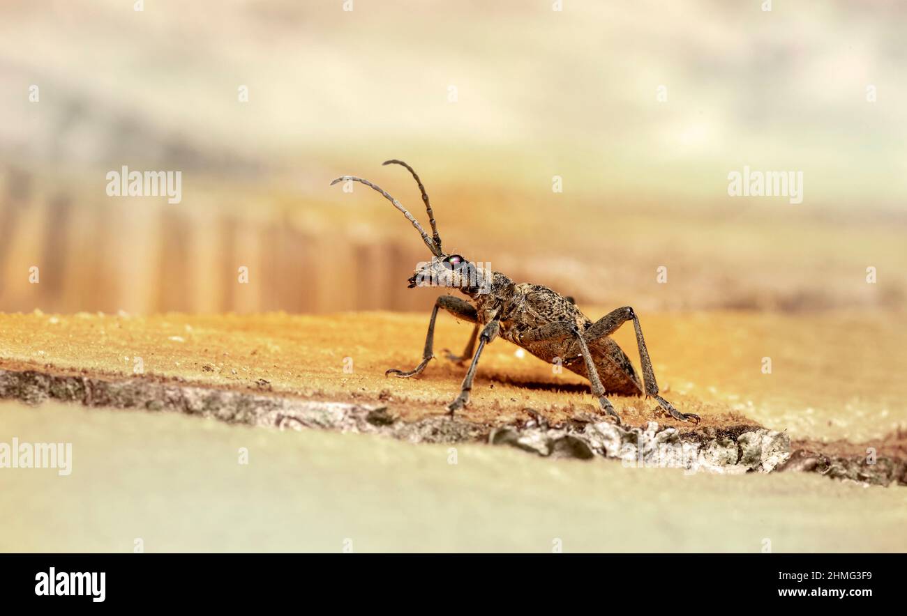 Black-spotted longhorn beetle (Rhagium mordax Stock Photo - Alamy