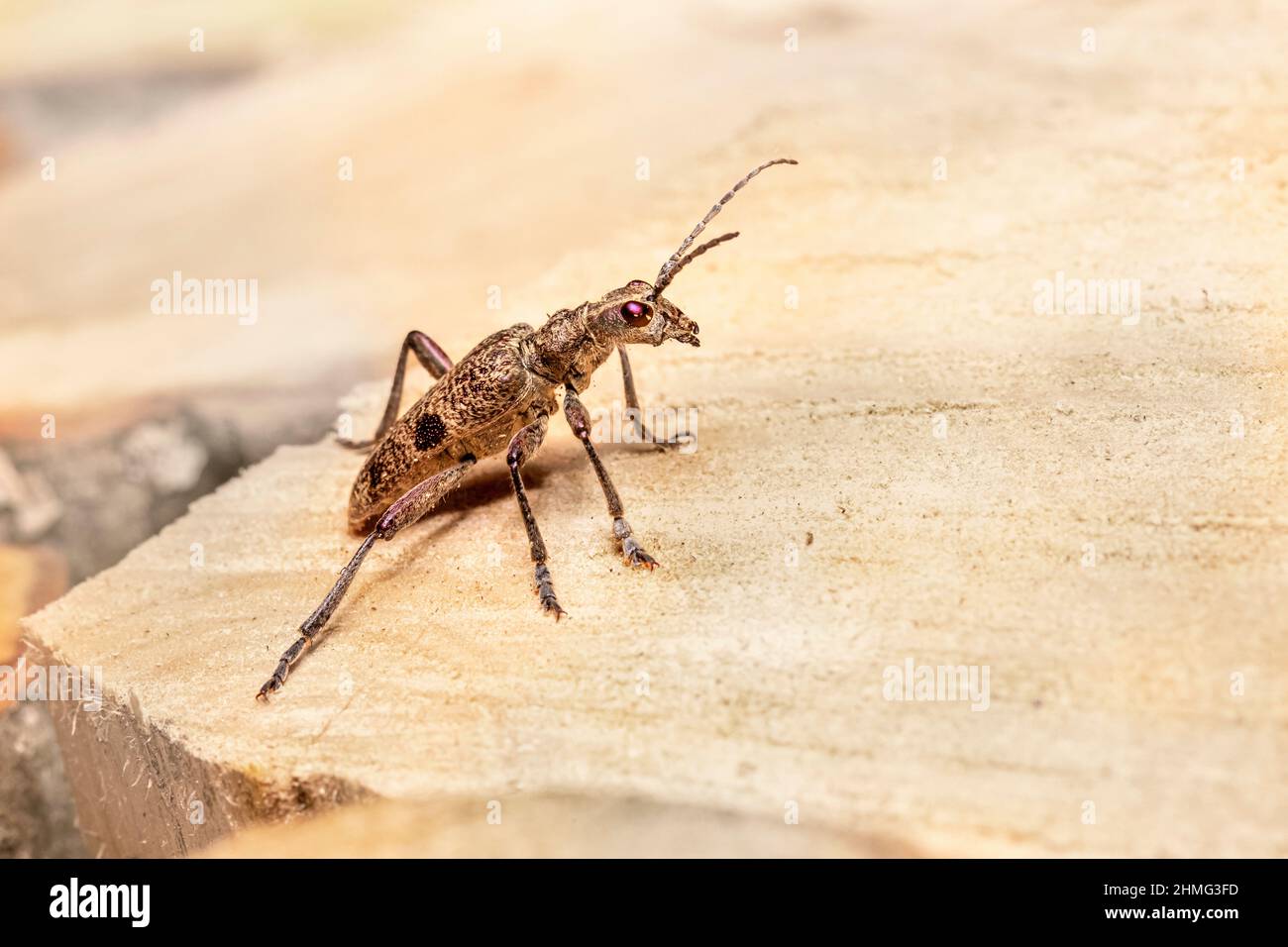 Black-spotted longhorn beetle (Rhagium mordax Stock Photo - Alamy