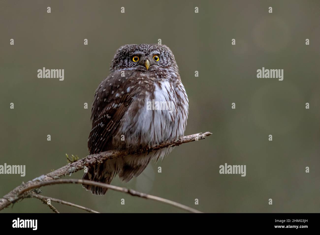 Eurasian pygmy owl (Glaucidium passerinum Stock Photo - Alamy