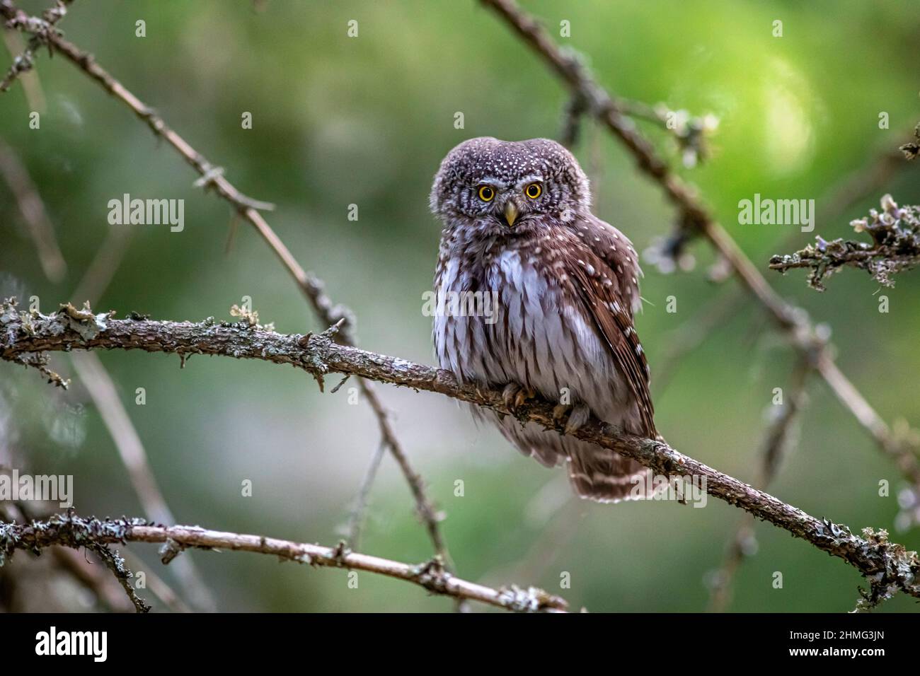 Eurasian pygmy owl (Glaucidium passerinum Stock Photo - Alamy