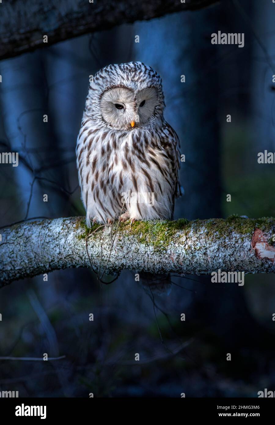 Ural owl (Strix uralensis Stock Photo - Alamy