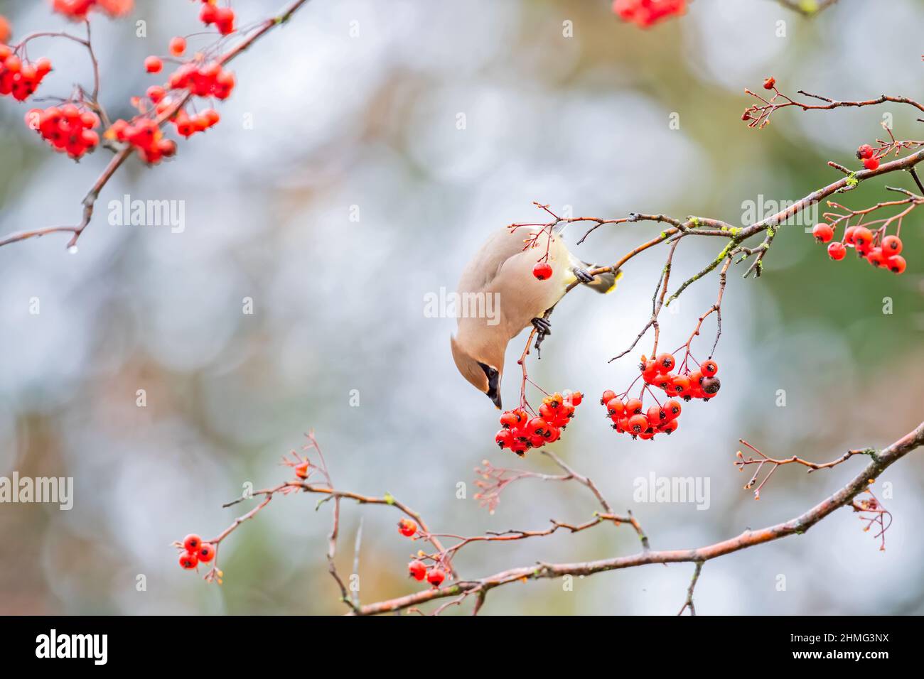 Cedar Waxwing with Red Berries Stock Photo - Alamy