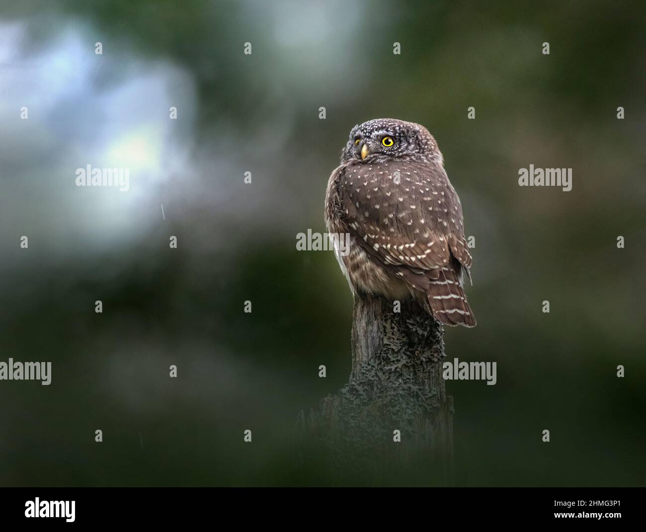 Eurasian pygmy owl (Glaucidium passerinum Stock Photo - Alamy
