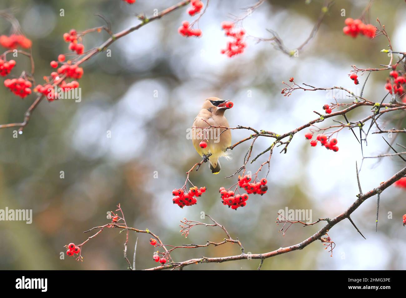 Cedar Waxwing with Red Berries Stock Photo - Alamy