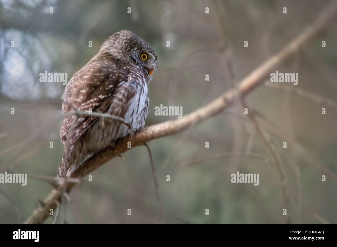 Owl pygmy flying hi-res stock photography and images - Alamy
