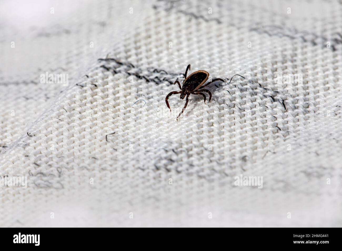 The castor bean tick (Ixodes ricinus Stock Photo - Alamy