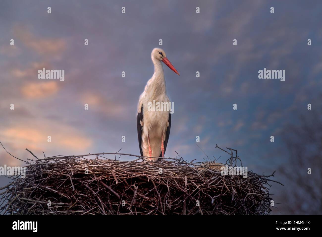 Stork outdoors hi-res stock photography and images - Alamy