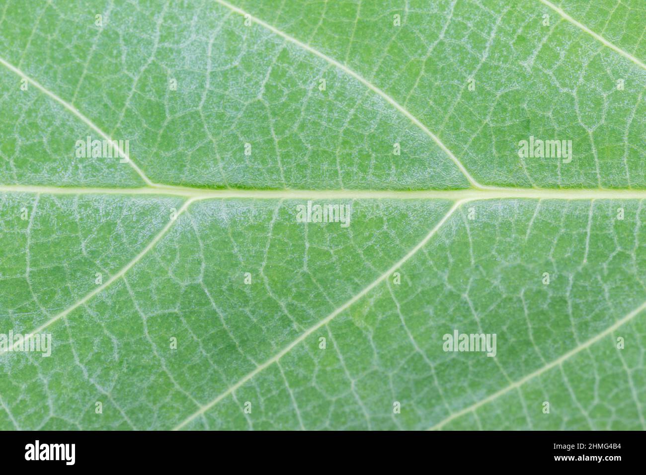 Green leaf texture background Stock Photo - Alamy