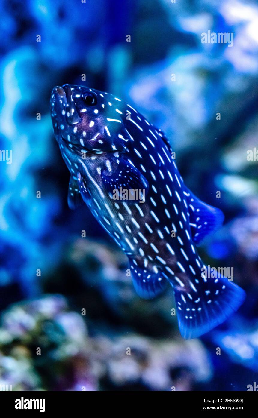 Close up floating rays fish hi-res stock photography and images - Alamy