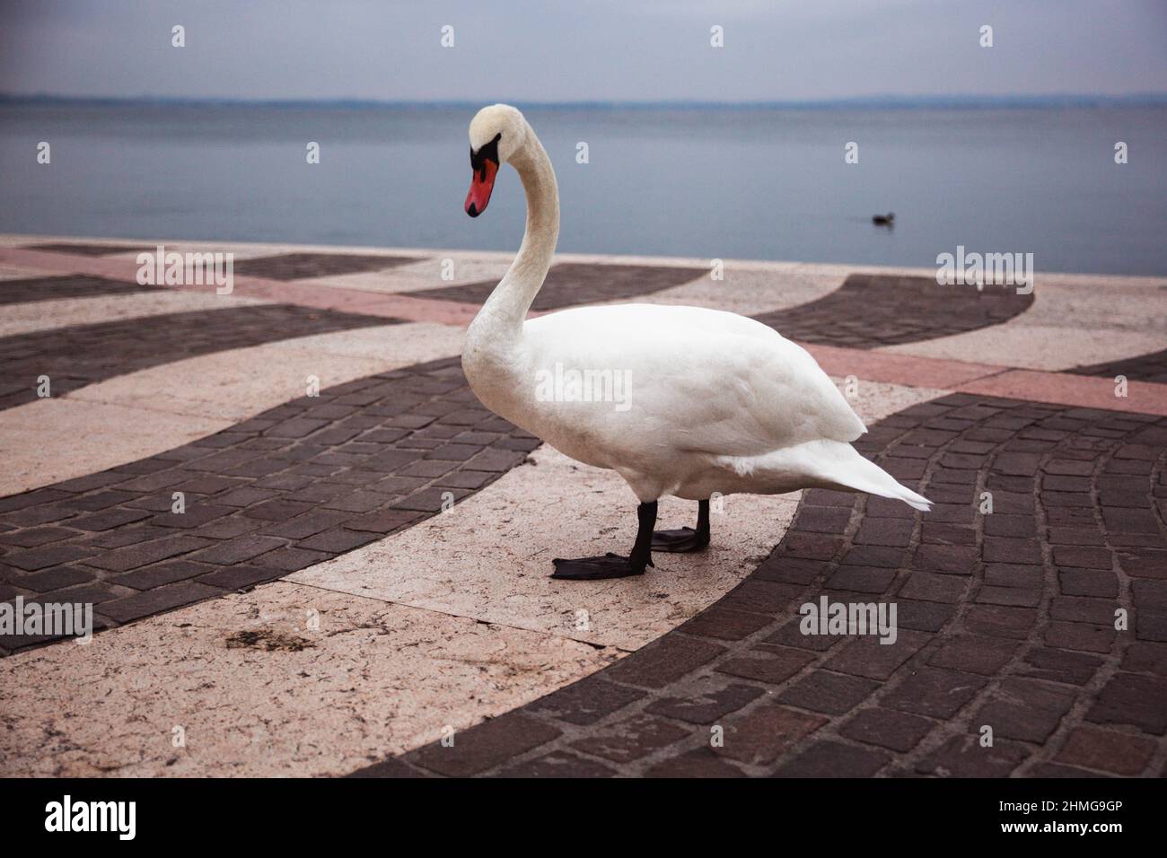 White swan walks on a pedestrian sidewalk near Lake Garda, Italy Stock ...