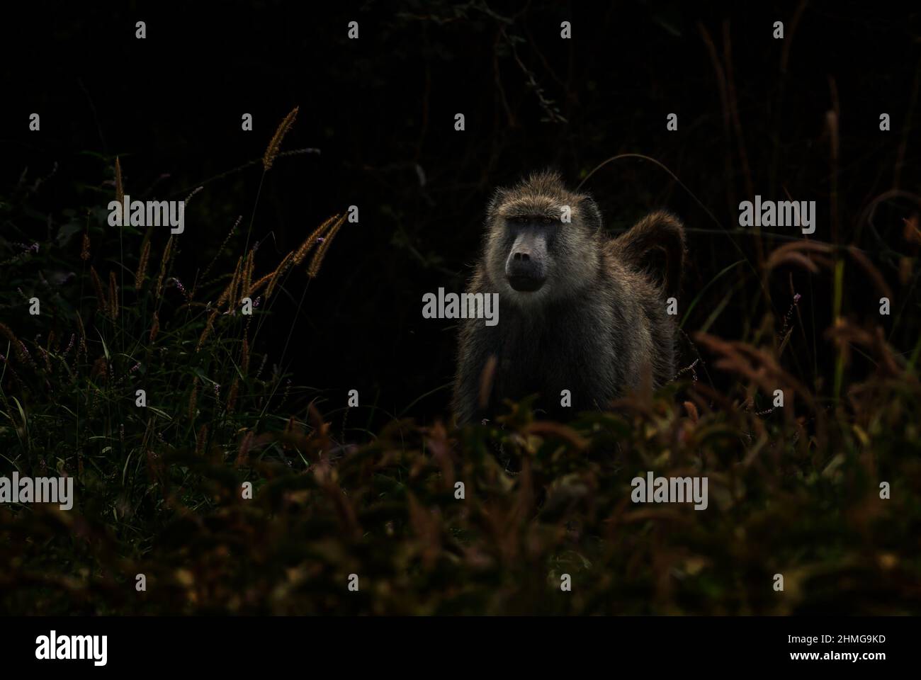 Yellow baboon - Papio cynocephalus, large ground primate from African ...
