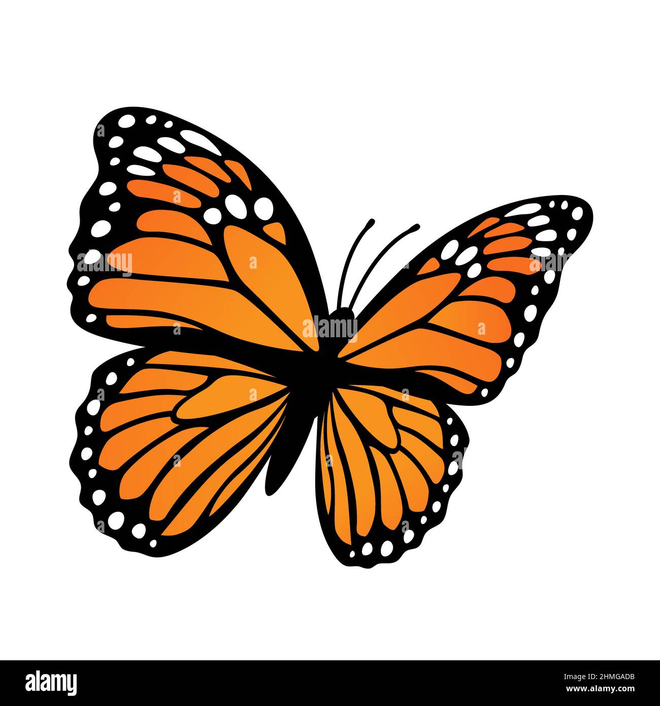 Monarch butterfly. Vector illustration isolated on white background ...