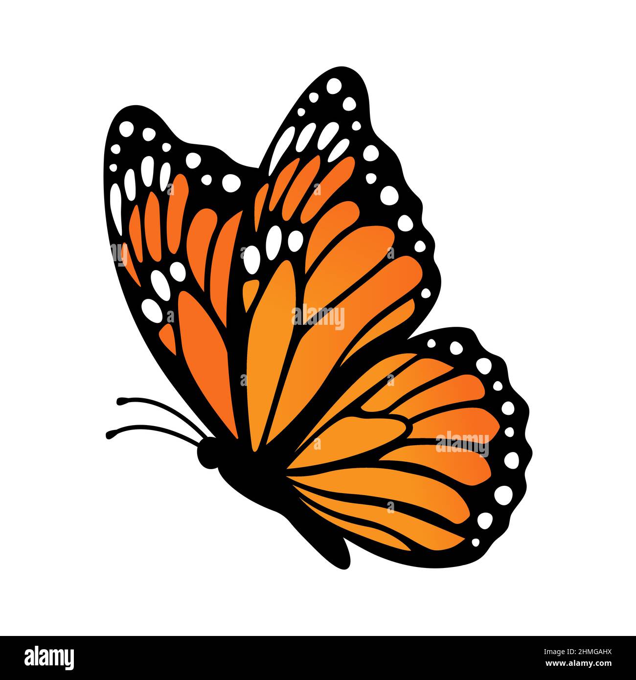 Monarch butterfly, side view. Vector illustration isolated on white ...