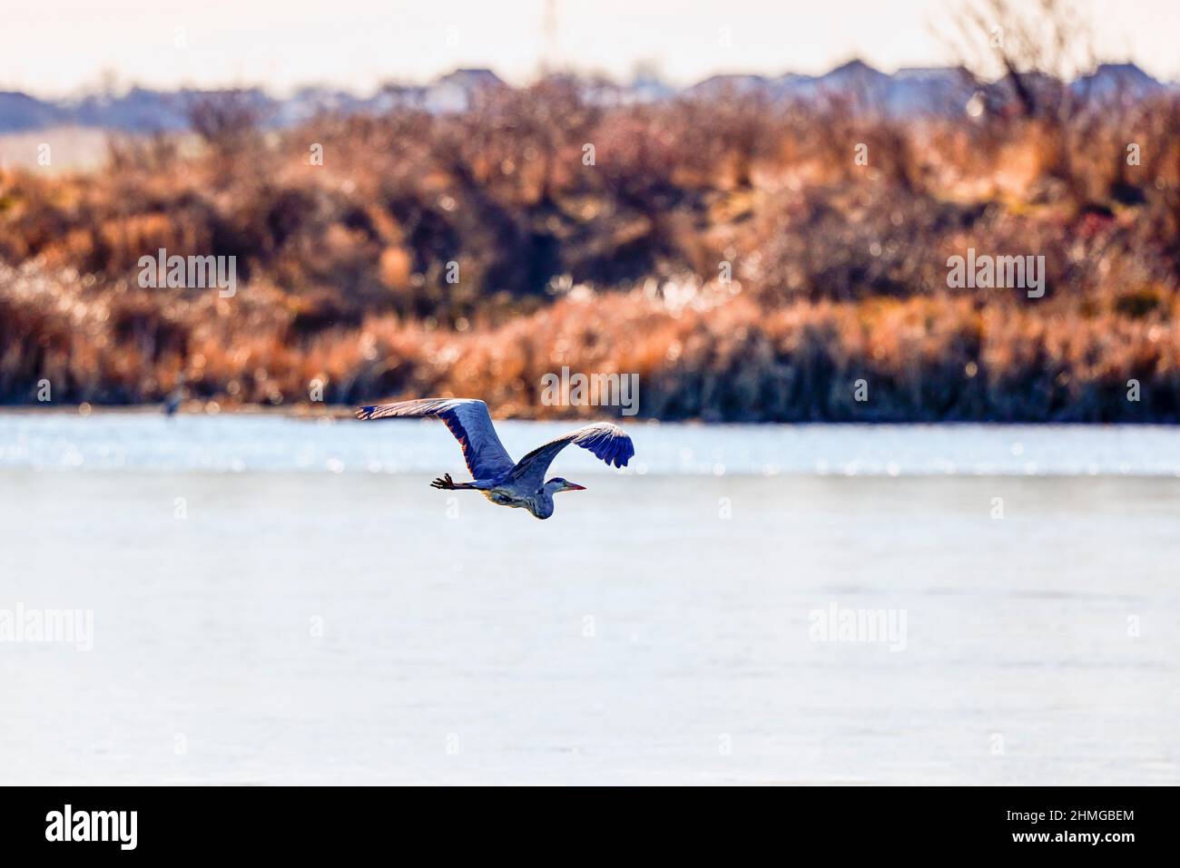 (Ardea cinerea), also known as bâtlan, flying over a river Stock Photo ...