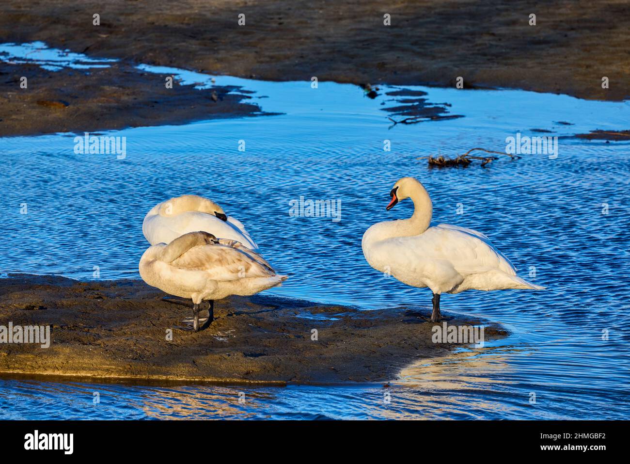 a family of swans on a small island Stock Photo - Alamy