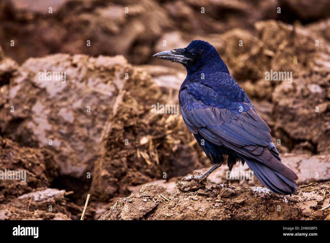 Crow landing on field hi-res stock photography and images - Alamy